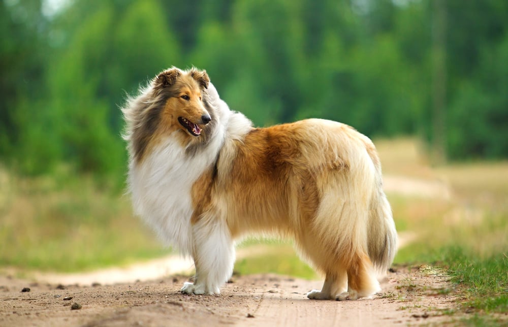 A Complete Guide to Every Merle Dog Breed