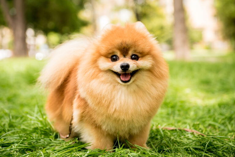 A Complete Guide to Every Merle Dog Breed