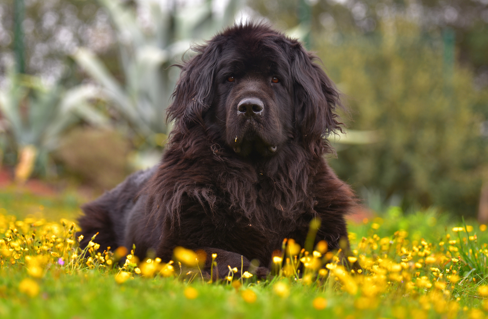 10 Things You Didn't Know About The Aspin Dog Breed