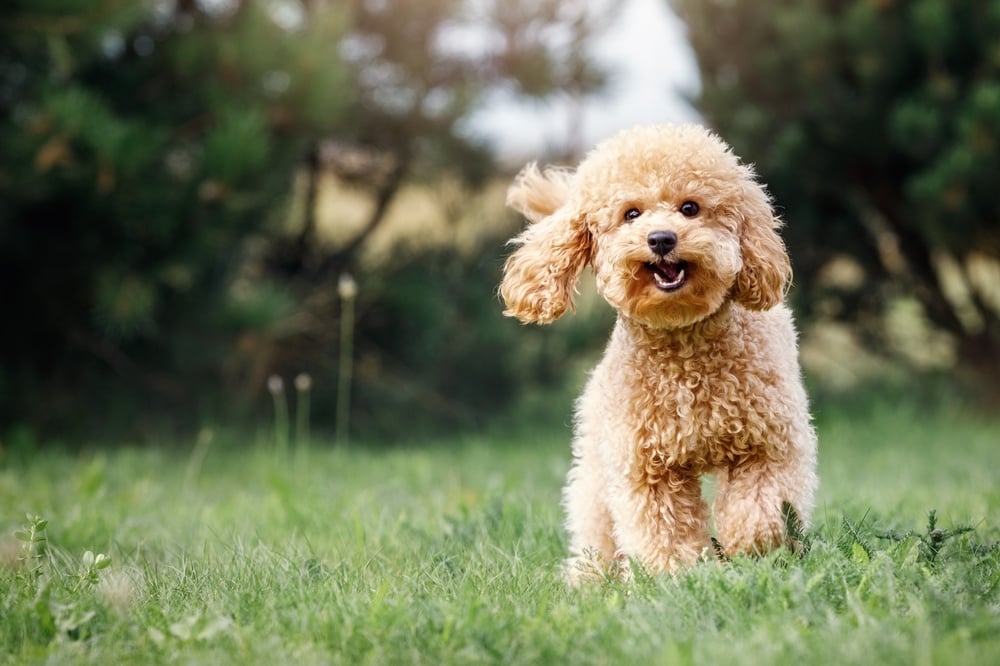 10 Dog Breeds Similar to the Cavapoo