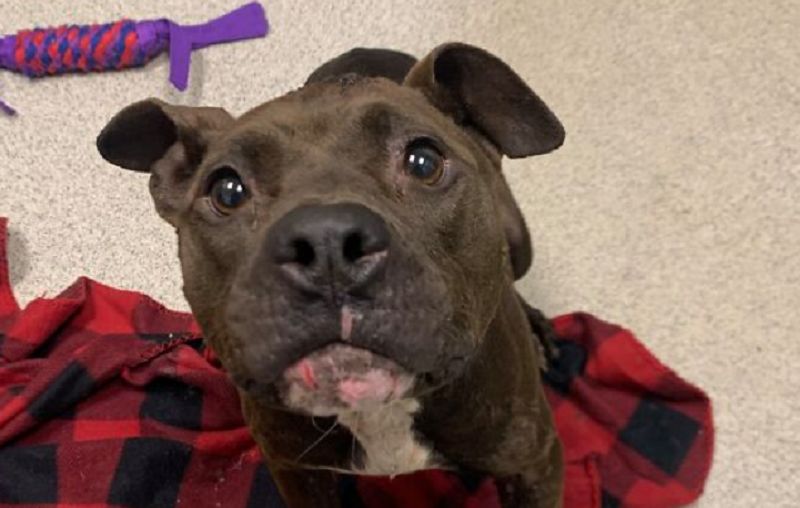 Injured Pit Bull Rescued From Dumpster After Being Literally Thrown Out ...