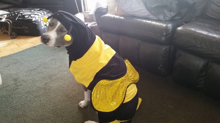 20 Pit Bulls Wearing Costumes Because Why Not?