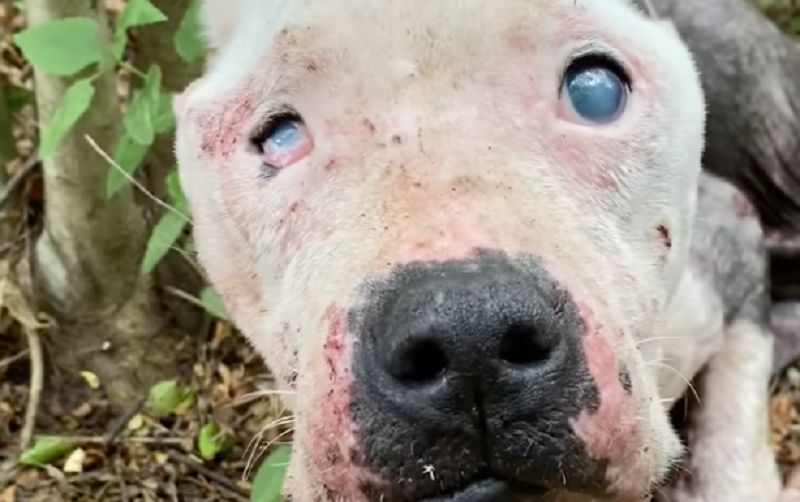 Blind Pit Bull Aching to be Saved Finally Hears the Call of a Woman