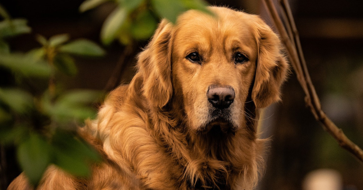 15 Signs Of Aging In Dogs And What To Do