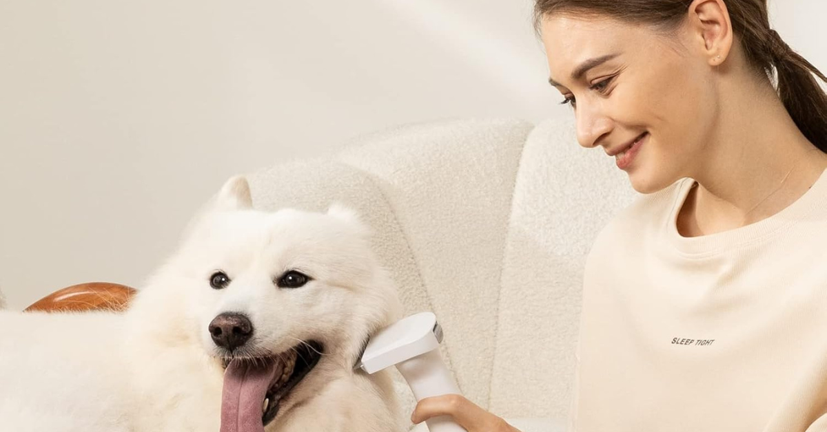 15 Things Every Samoyed Owner Should Know About Grooming