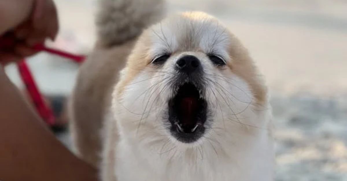 Common Triggers That Make Dogs Snap And What To Do