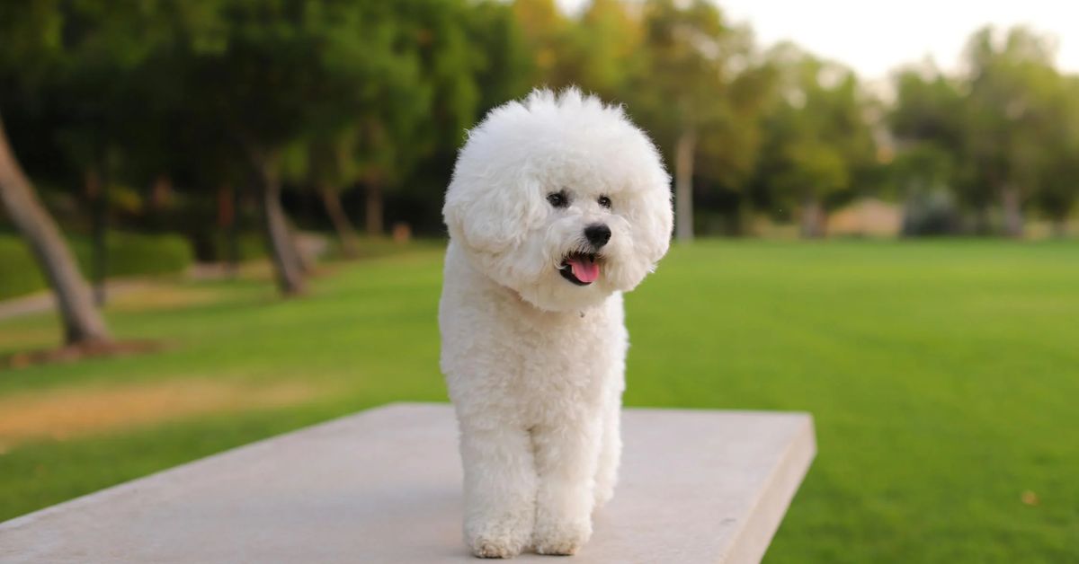15 Small Dog Breeds That Make The Best Companions