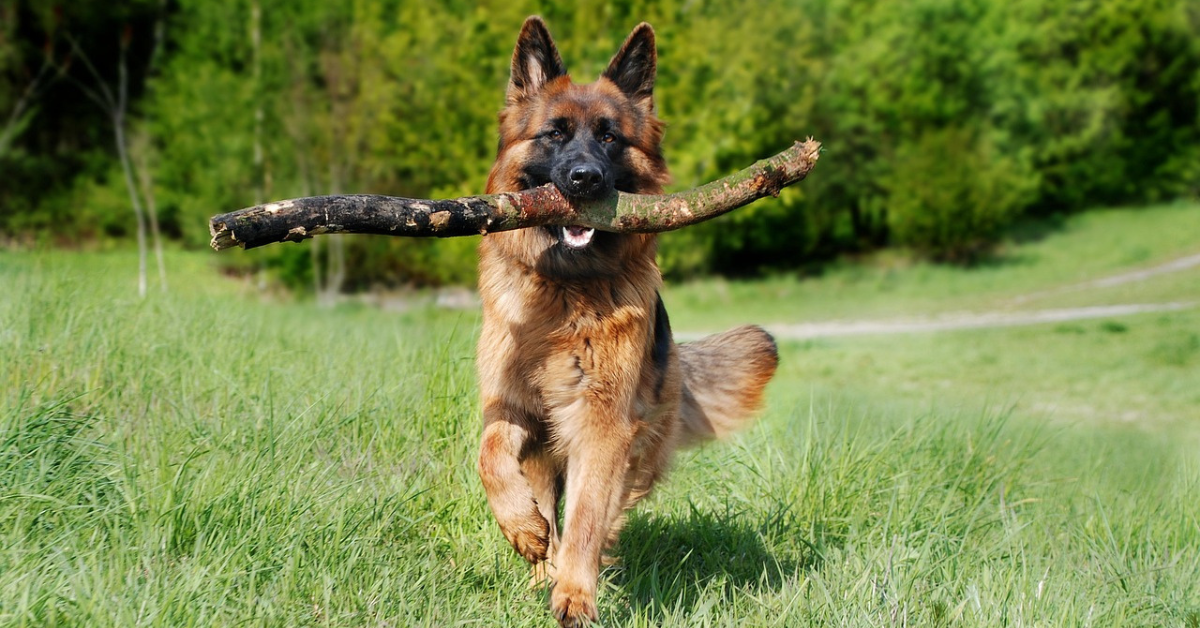 15 Brave And Courageous Dog Breeds