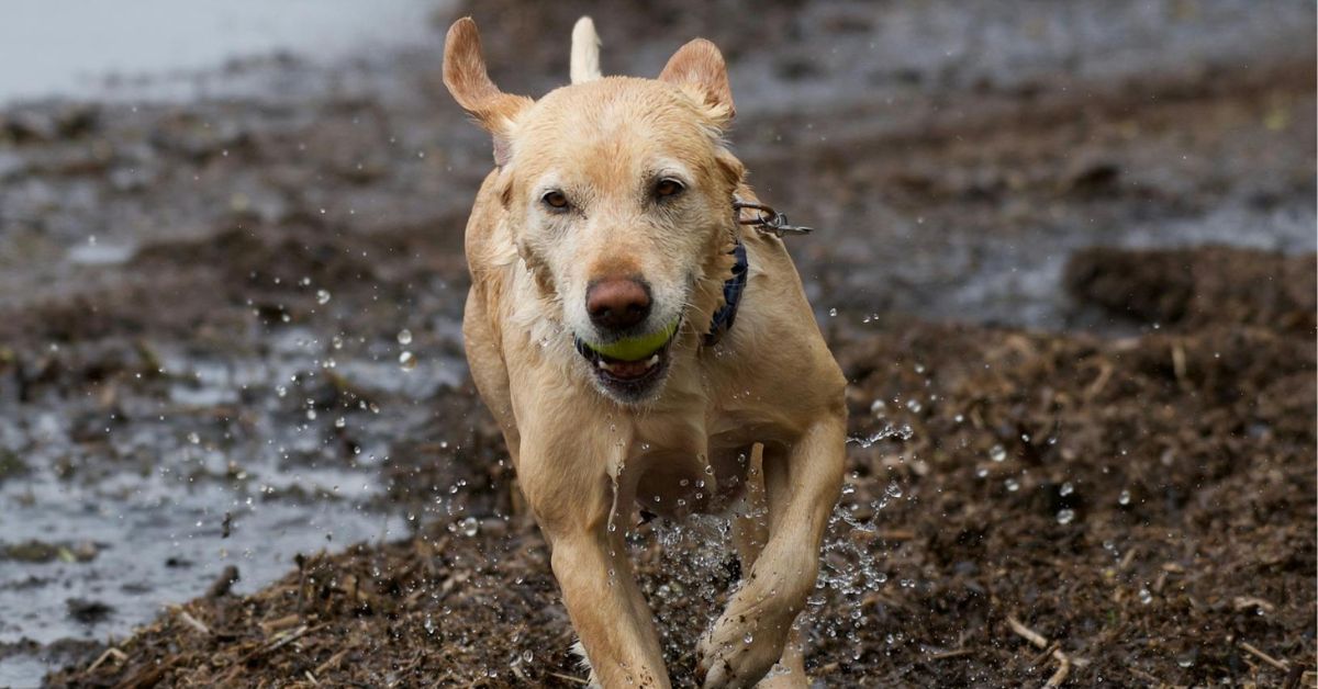 15 Best Bird Dogs For Hunting And Home Life