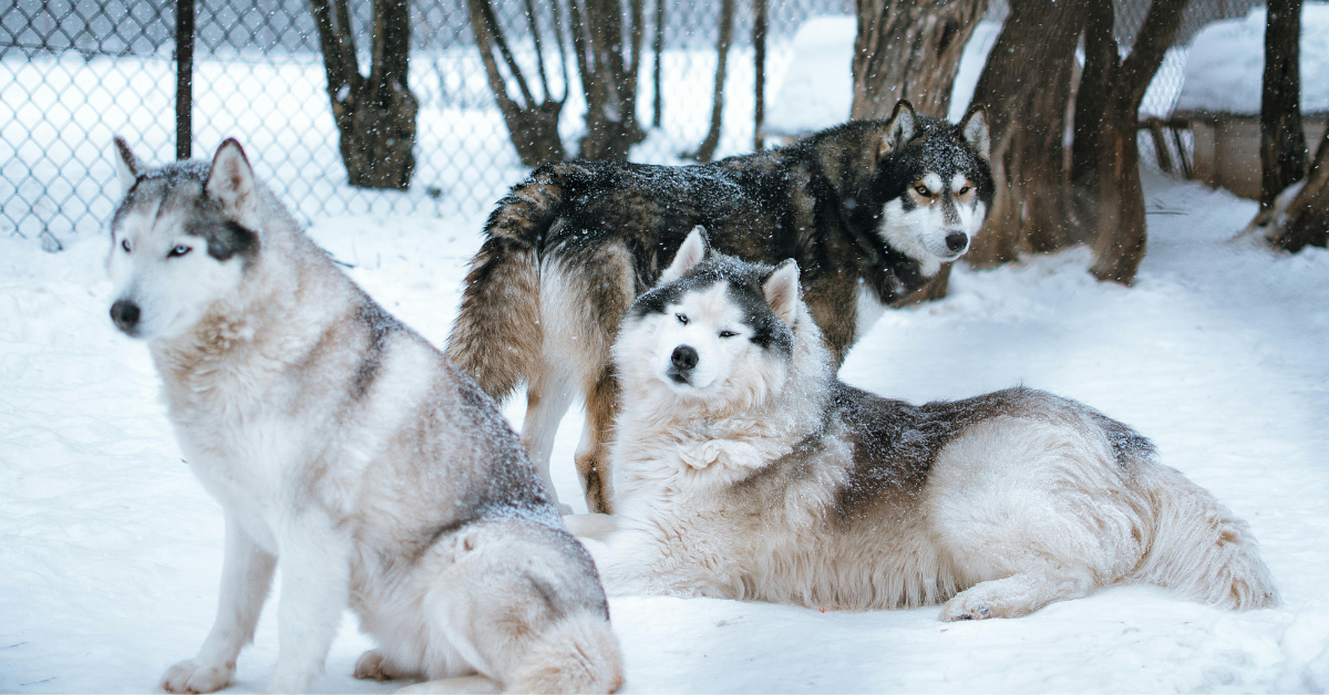 15 Most Vocal Dog Breeds Of All Time
