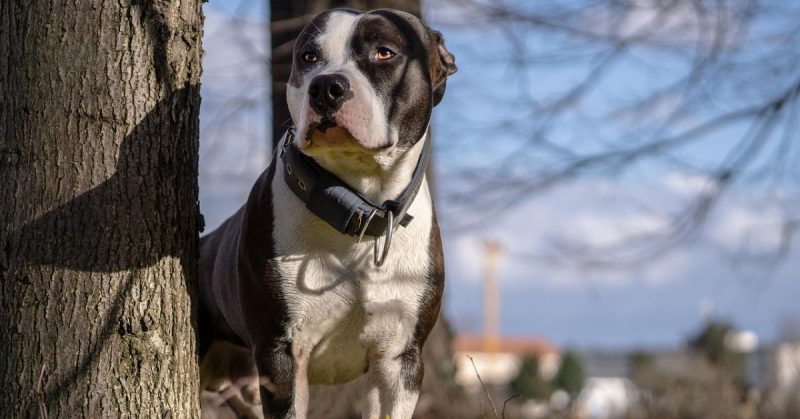 The Five Most Popular Pointer Mixes