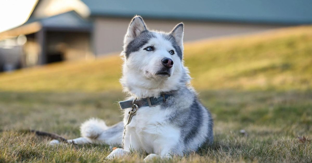 15 Standout Dog Breeds That Are Smart, Loyal, And Full Of Charm