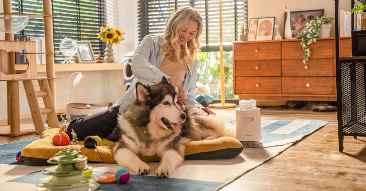 15 Dog Grooming Practices That Do More Harm Than Good