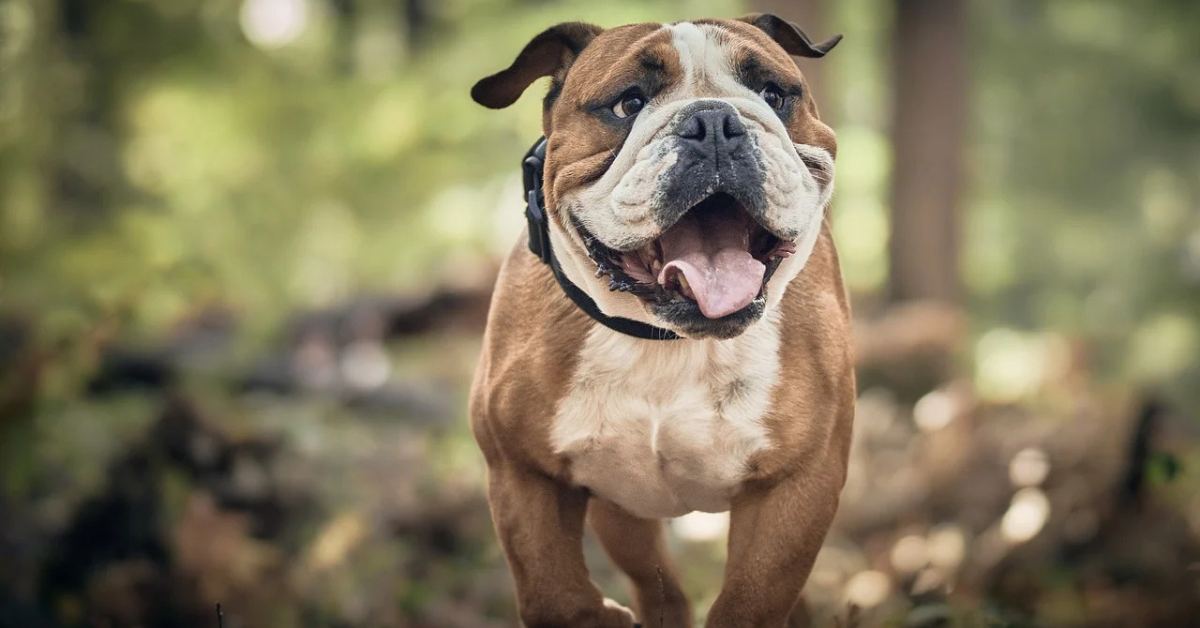 15 Breeds That Can't Get Enough Of People