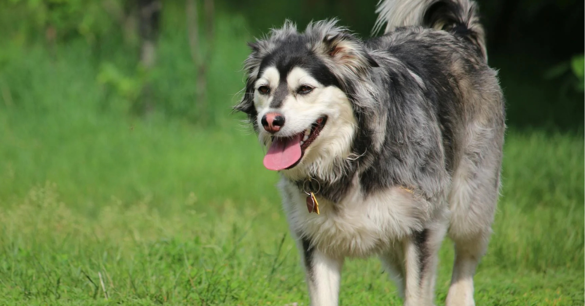 15 Dog Breeds That Are Famous For Their Howls