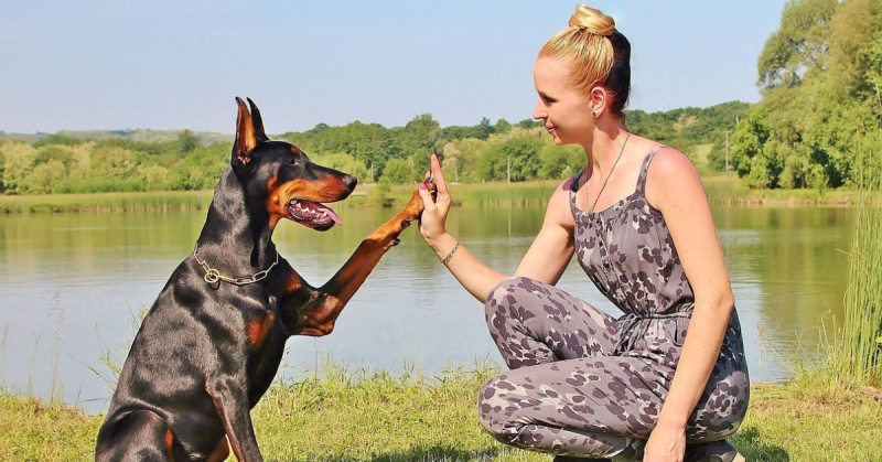 10 Things You Didn't Know About The Aspin Dog Breed