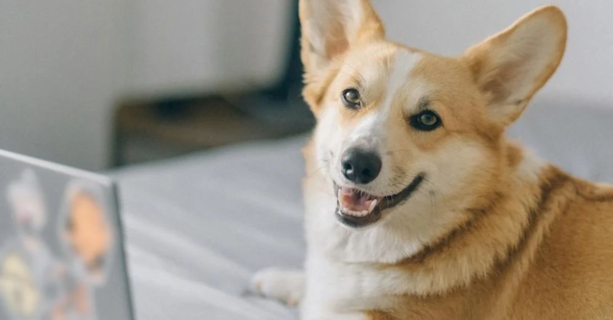 15 Interesting Things That Dogs Do