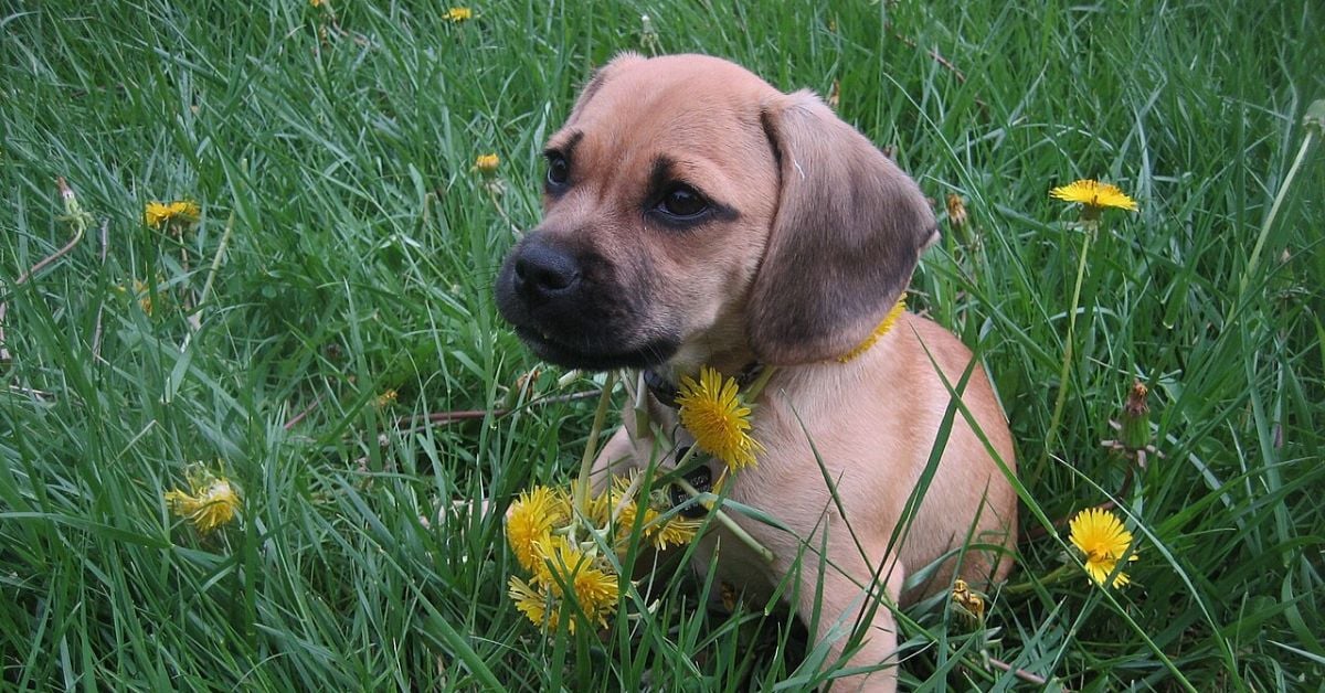 15 Rare Hybrid Dog Breeds You Probably Haven’t Heard Of