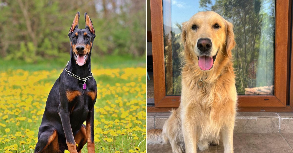 15 Incredible Doberman Mixes And What Makes Them Special