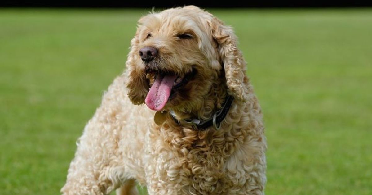 15 One-Of-A-Kind Crossbreed Dogs You’ll Want To Adopt