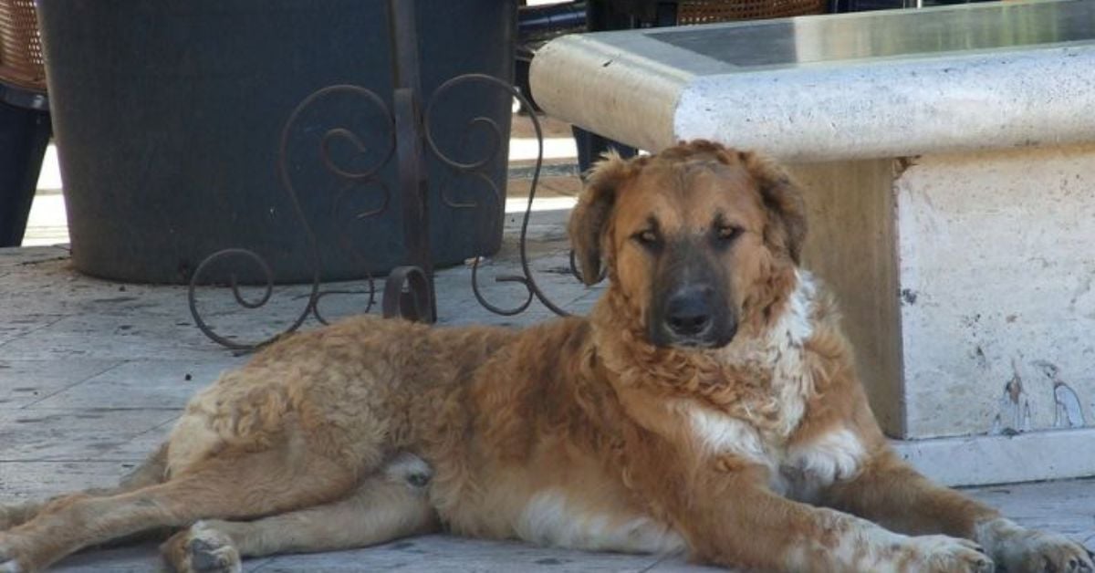 The Forgotten Woolly Dog And Its Vanishing Legacy In Indigenous Culture