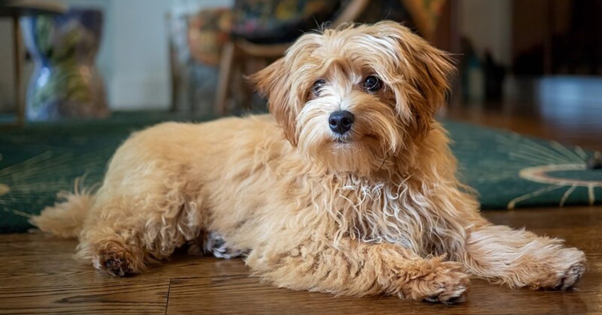 15 Most Lovable and Intelligent Doodle Breeds For Any Home