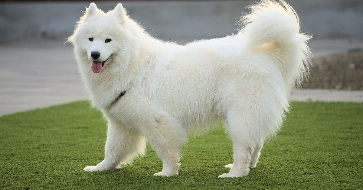 15 Dogs With Luxuriously Soft Coats You’ll Love To Touch