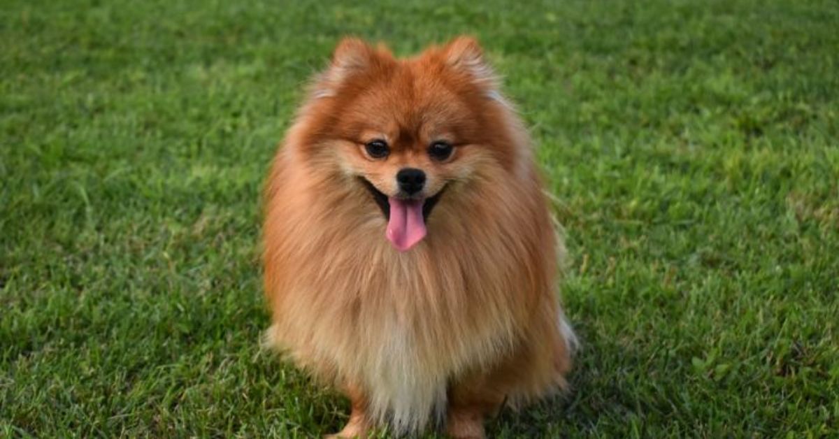 15 Dog Breeds With Thick, Fluffy Coats That Make Them Stand Out