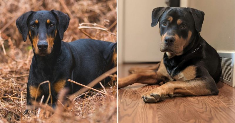 10 Things You Didn't Know about The Kyi-Leo Dog