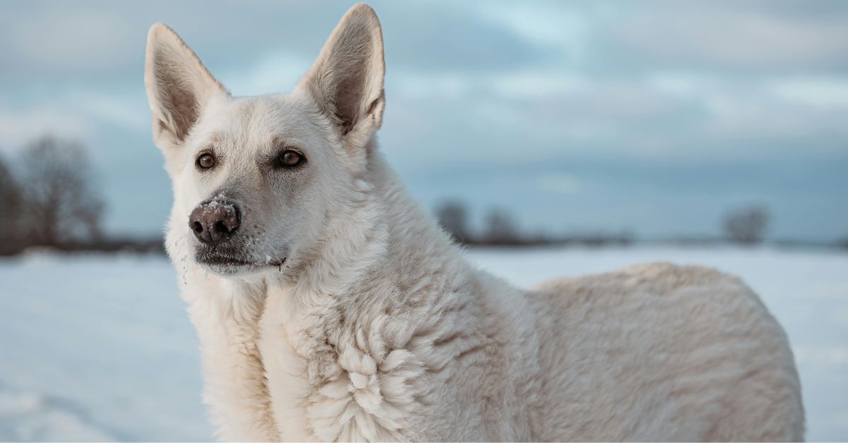 15 Remarkable Traits That Make White Fur Shepherds Truly Exceptional