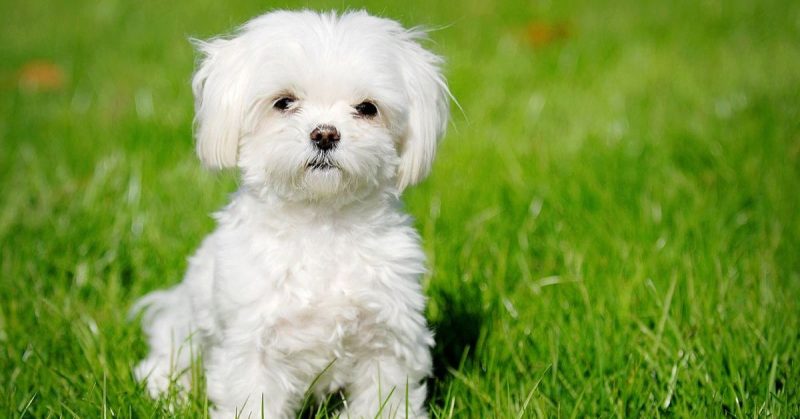 20 Things You Didn't Know about the Whoodle