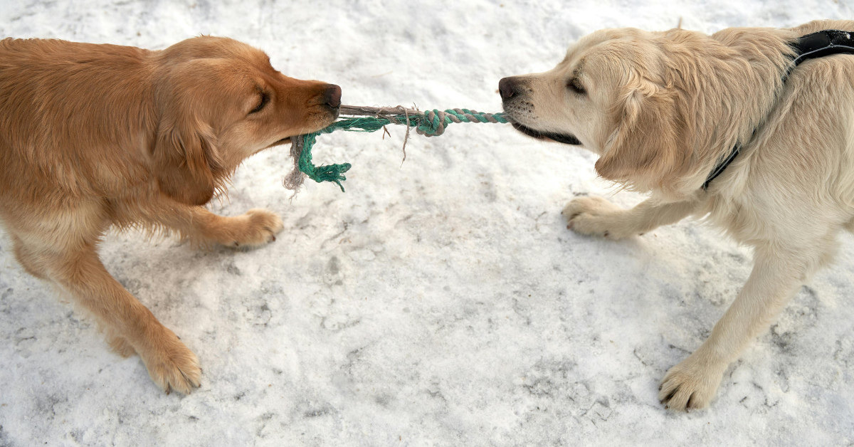 The Right Ways To Avoid And Handle Dog Fights