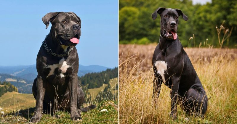 10 Things You Didn't Know About The Aspin Dog Breed