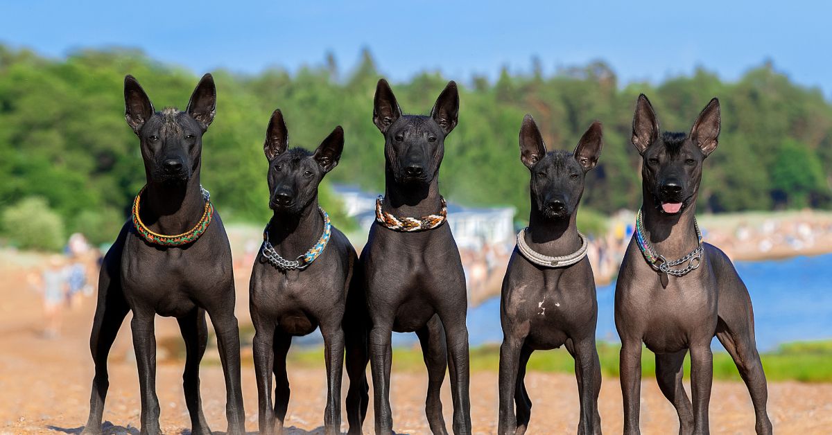 15 Incredibly Rare Dog Breeds That’ll Win You Over