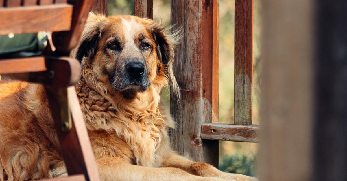 15 Gentle Workouts For Your Aging Dog