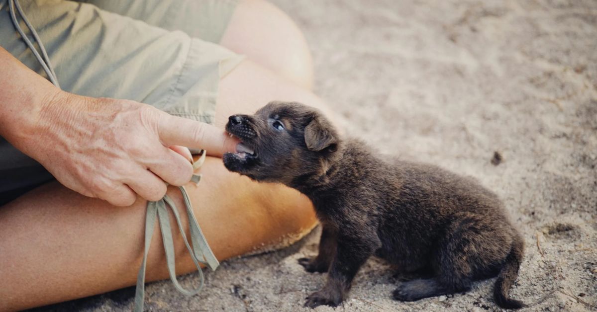 15 Proven Methods To Curb Puppy Biting Behavior