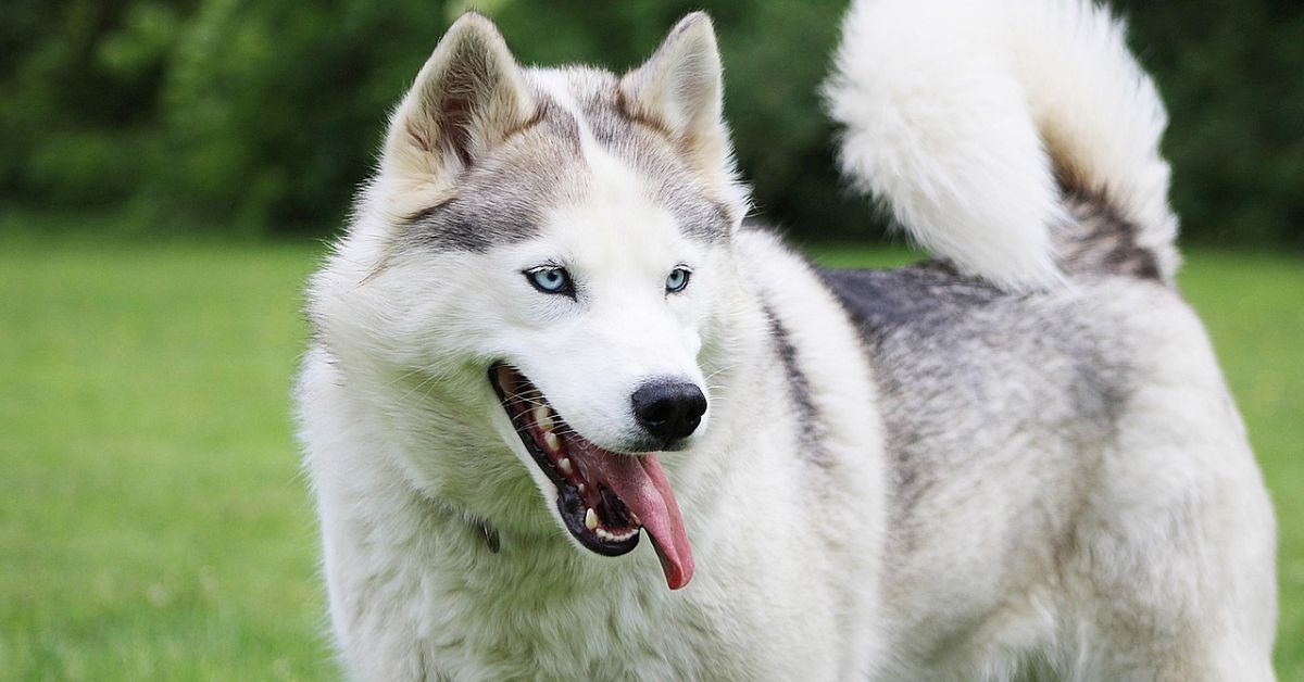 15 Dog Breeds From Russia Built For Extreme Environments