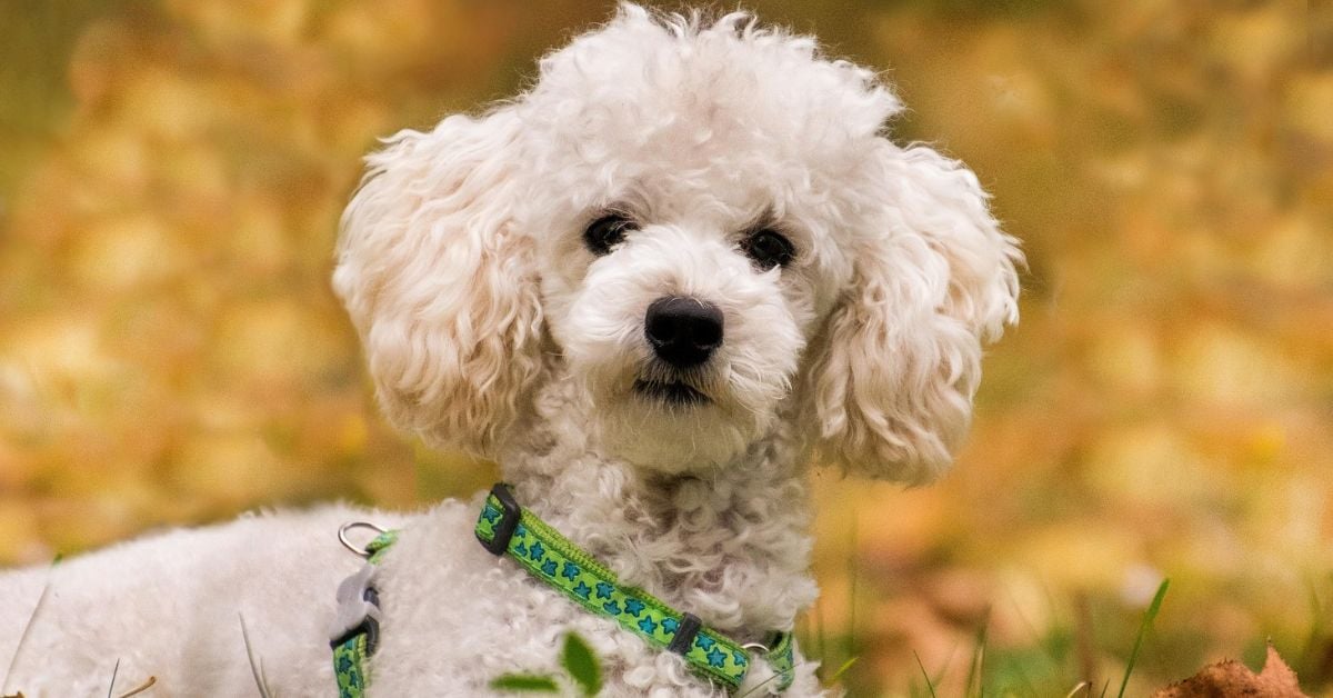 What To Know About The Miniature Poodle