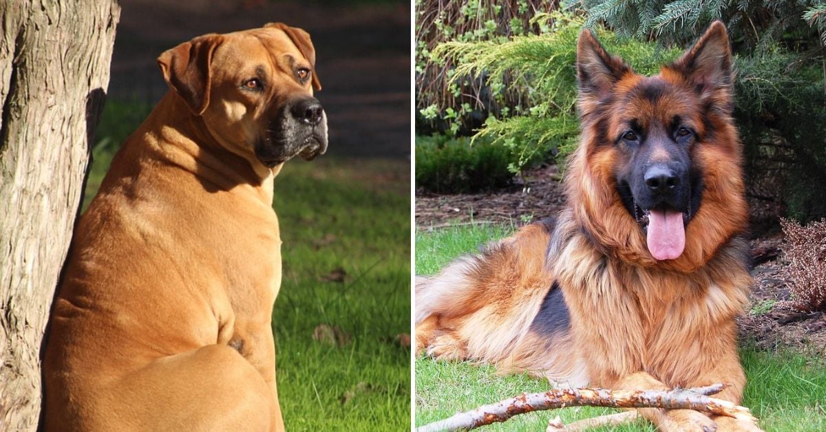 15 Mastiff Shepherd Mix Qualities That Define Them