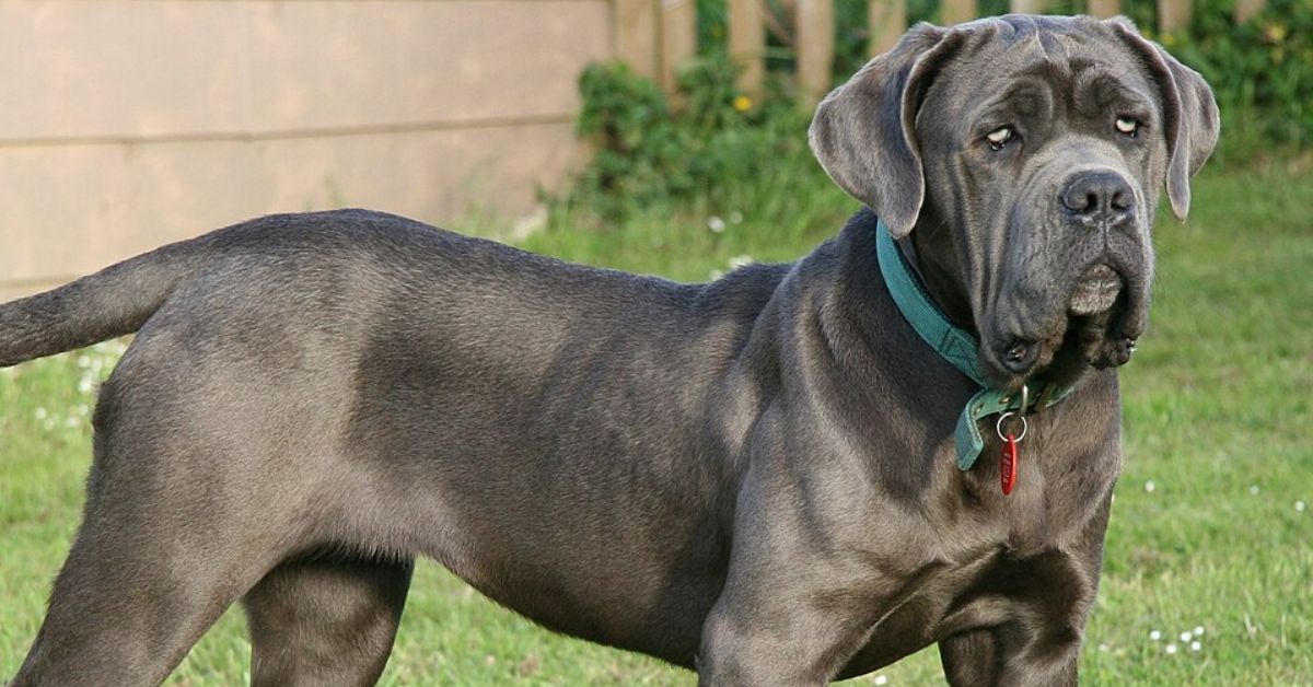 15 Dog Breeds That Instill Fear At First Glance