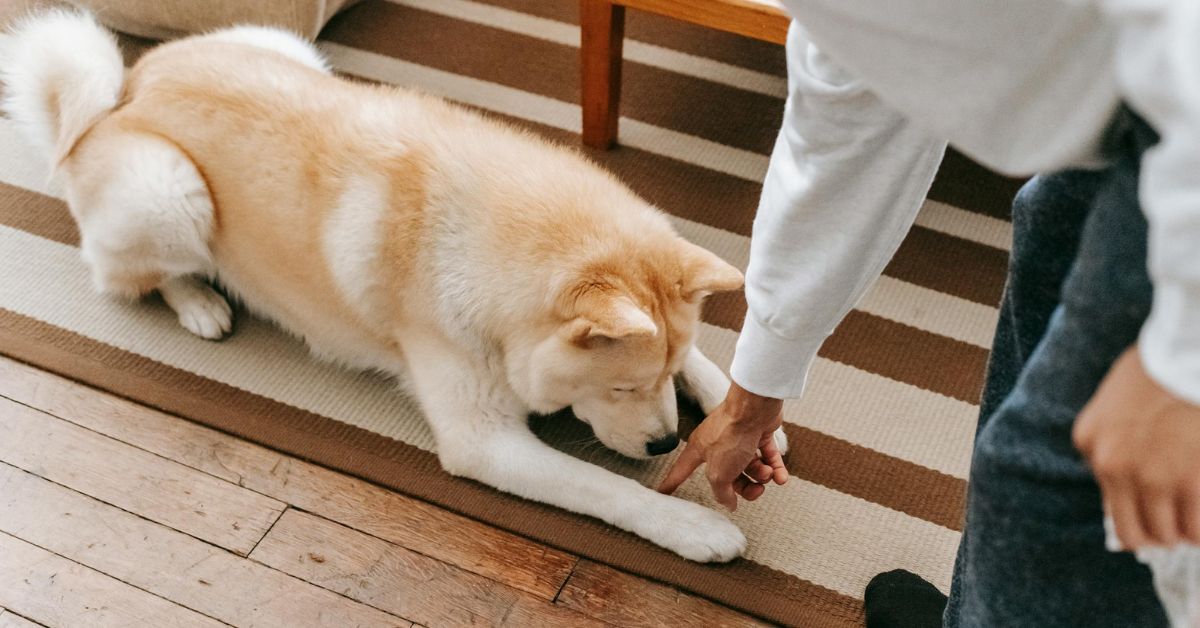 15 Proven Ways To Help Your Dog Respect Boundaries At Home