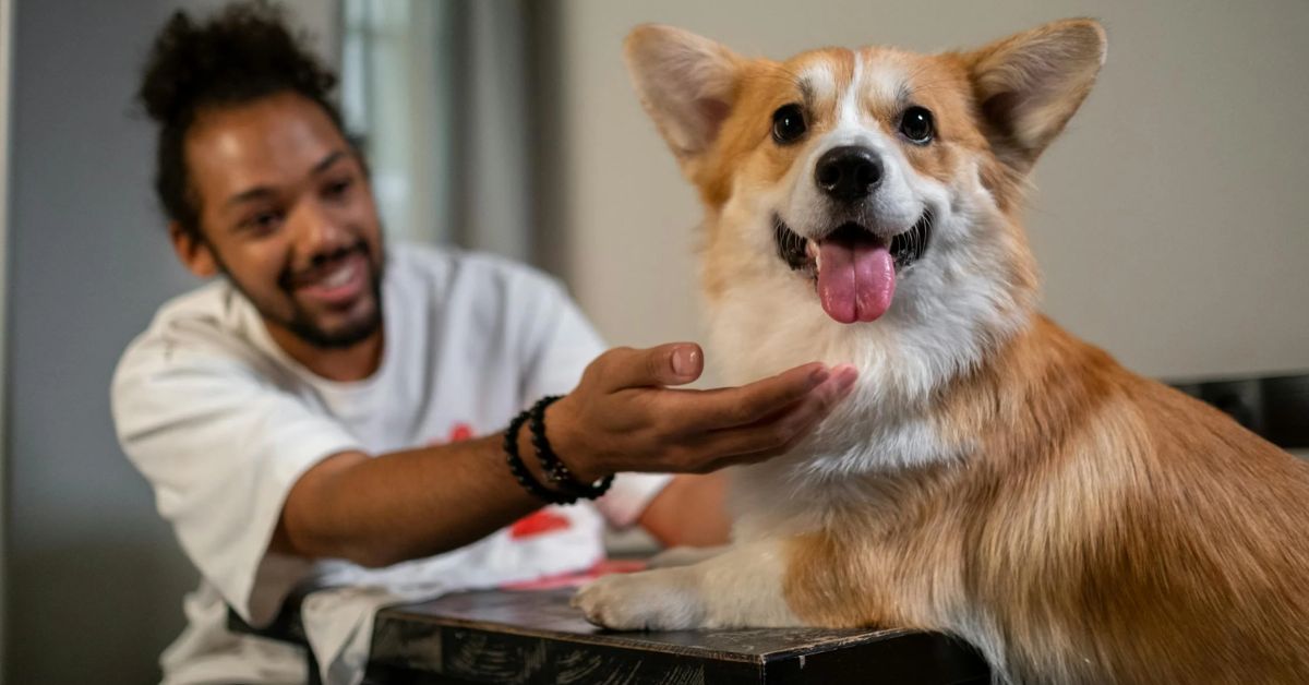 15 Must-Know Facts Before You Welcome A Corgi Into Your Life