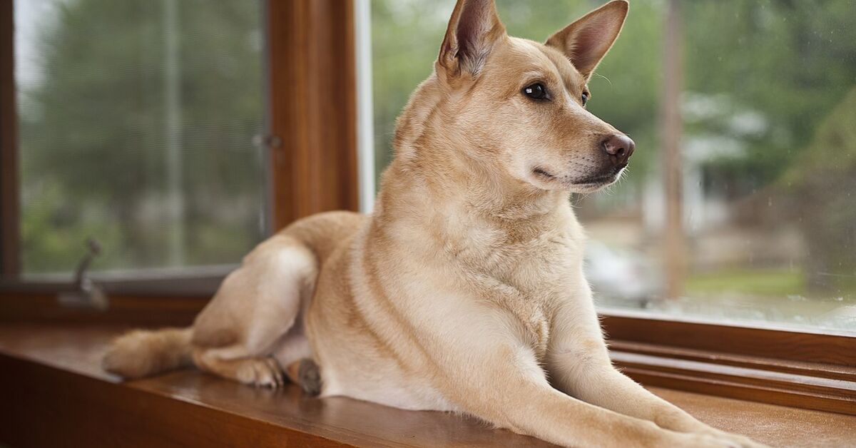 15 Things To Know About Native American Dogs