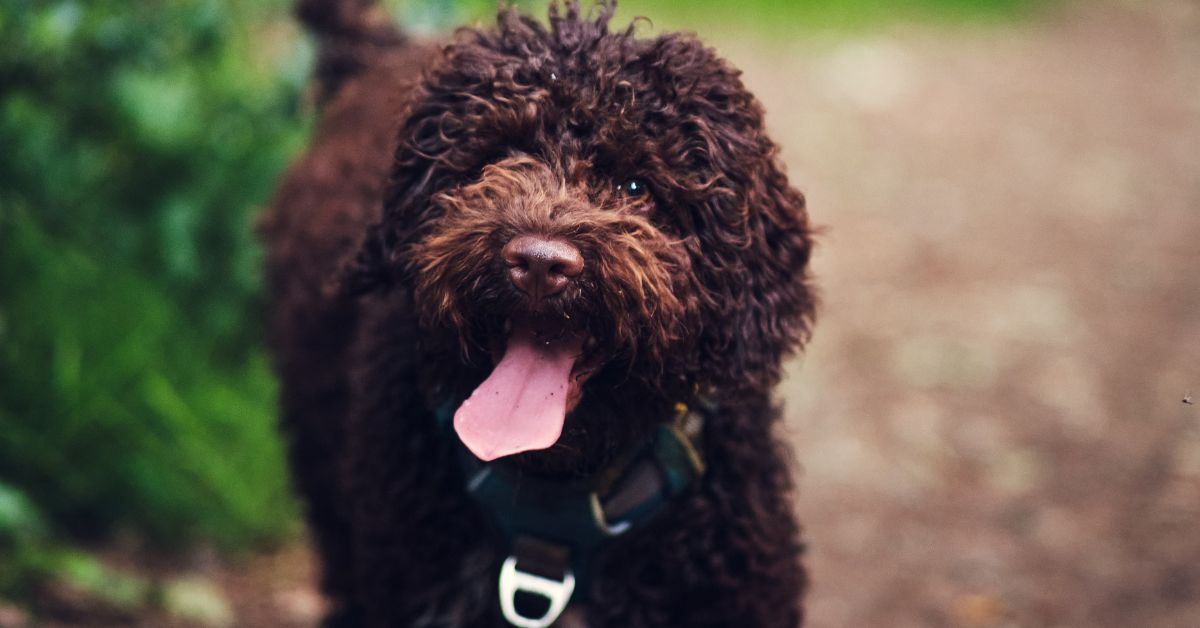 15 Remarkable Dog Breeds Straight From The Heart Of Italy