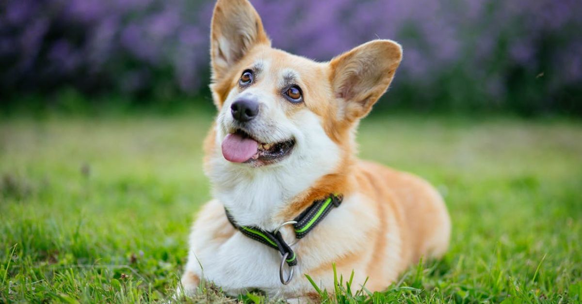 15 Working Cattle Dogs With Exceptional Herding Instincts