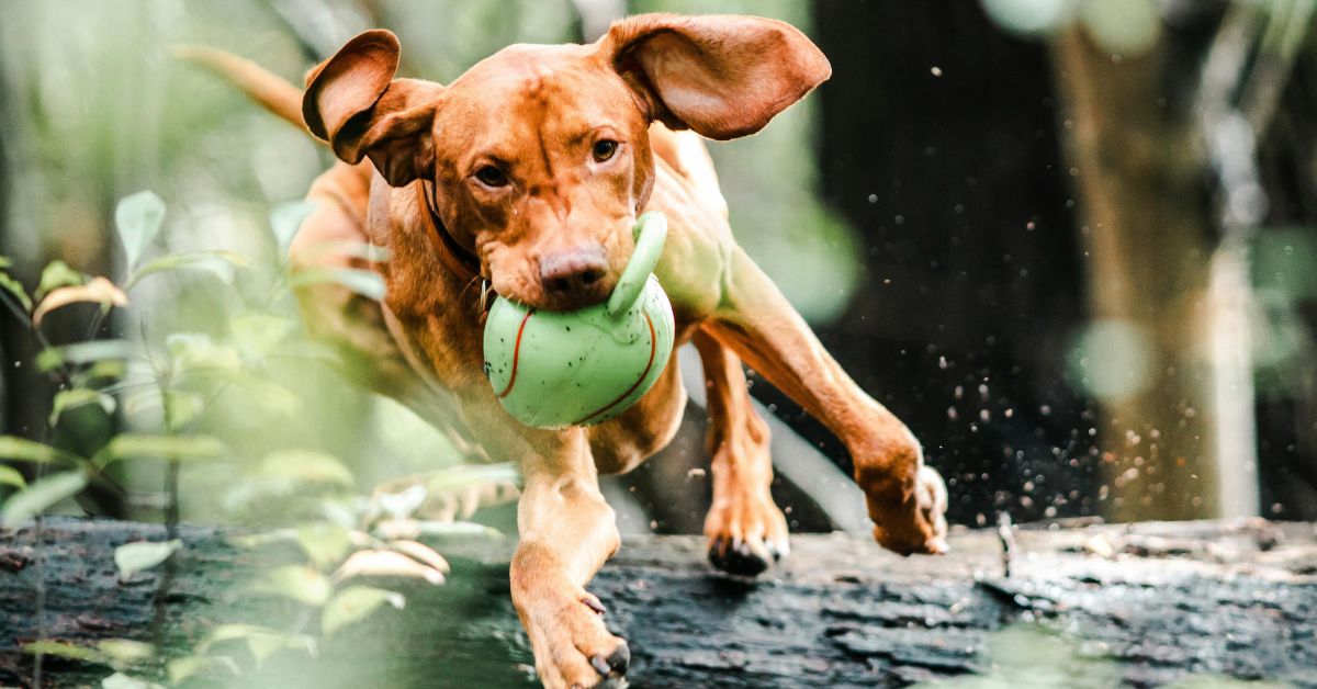 15 Easy Moves To Keep Your Dog In Shape