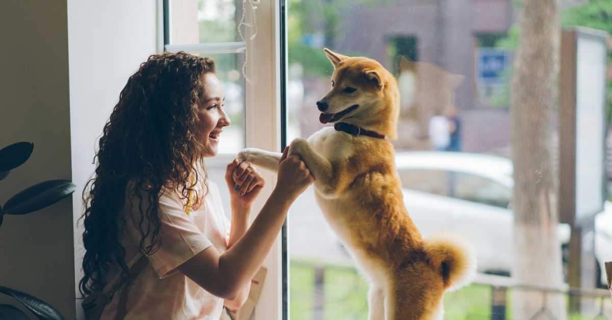 15 Ways To Stimulate Your Dog’s Mind And Body At Home