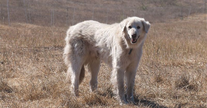 10 Things You Didn't Know About The Aspin Dog Breed
