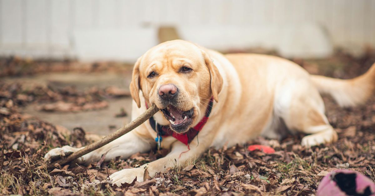 15 Things To Know About Chews And Dog Safety
