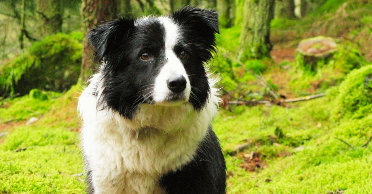 15 Snake-Deterrent Dog Breeds You Should Know About